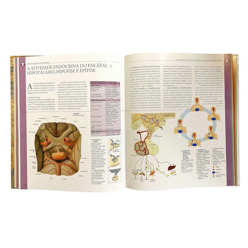 Livro - Atlas Ilustrado de Anatomia - Rigutti